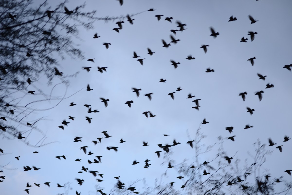Bird Ballet | Richa Malhotra